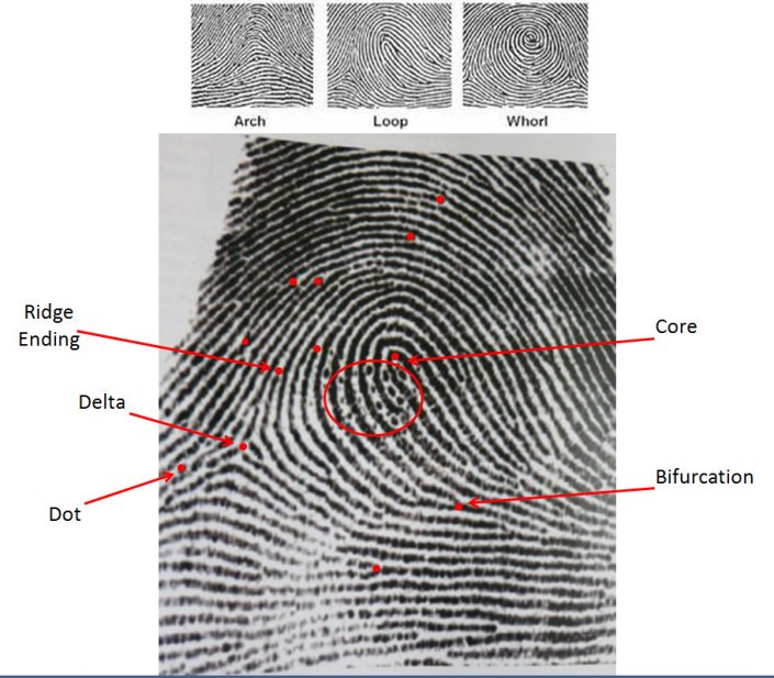 Taking the “pseudoscience” out of fingerprint identification – Marc J ...